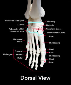 dorsal-foot | Fascial Distortion Model®