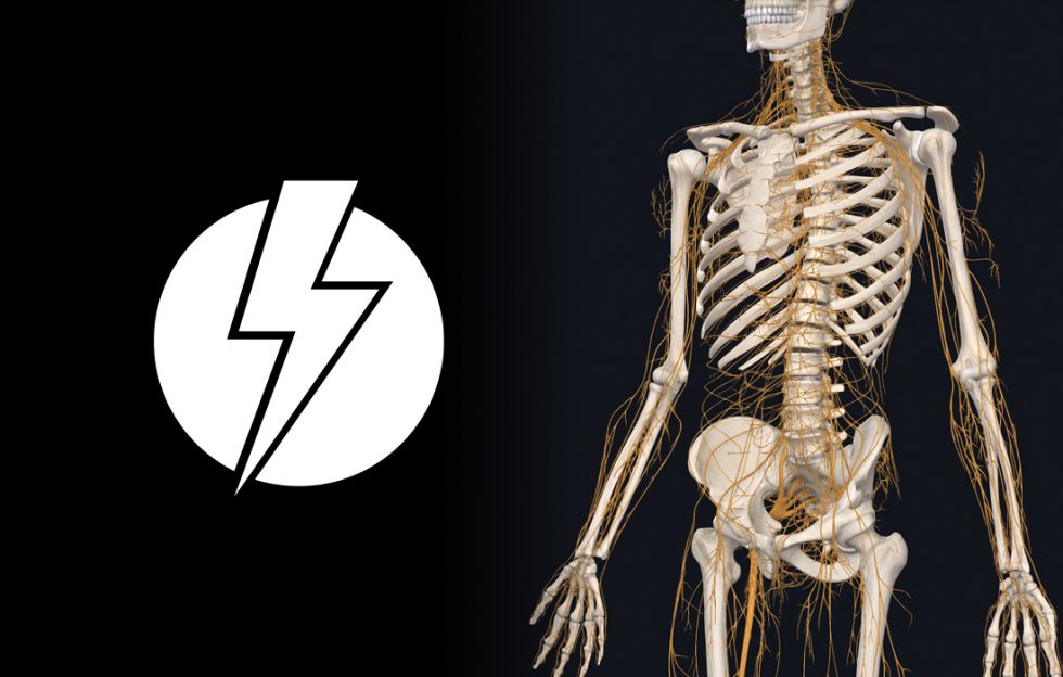 Fascial Distortion Model® | FDM - The Soft Tissue Framework for all ...