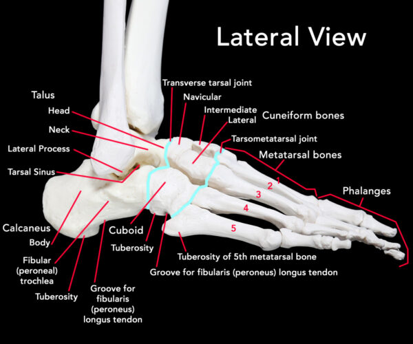 lateral-foot | Fascial Distortion Model®