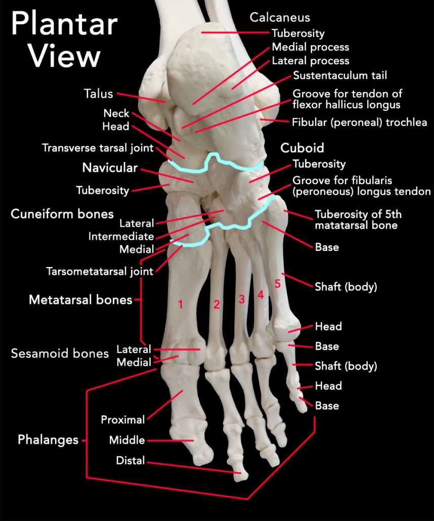 plantar-foot | Fascial Distortion Model®