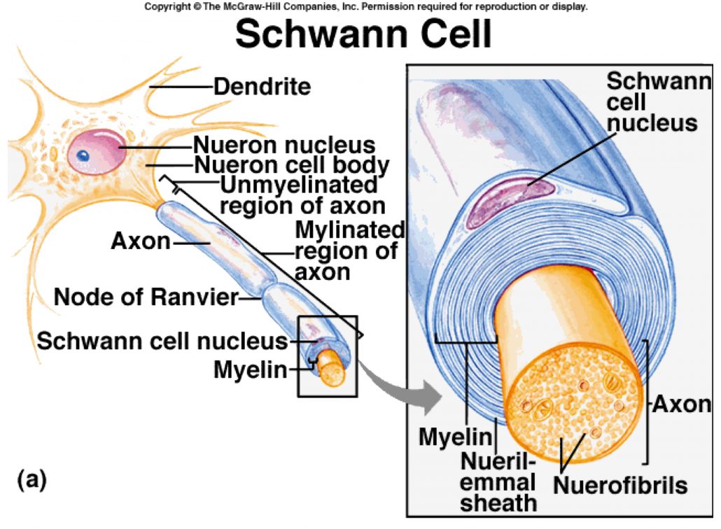 schwann-cell | Fascial Distortion Model®