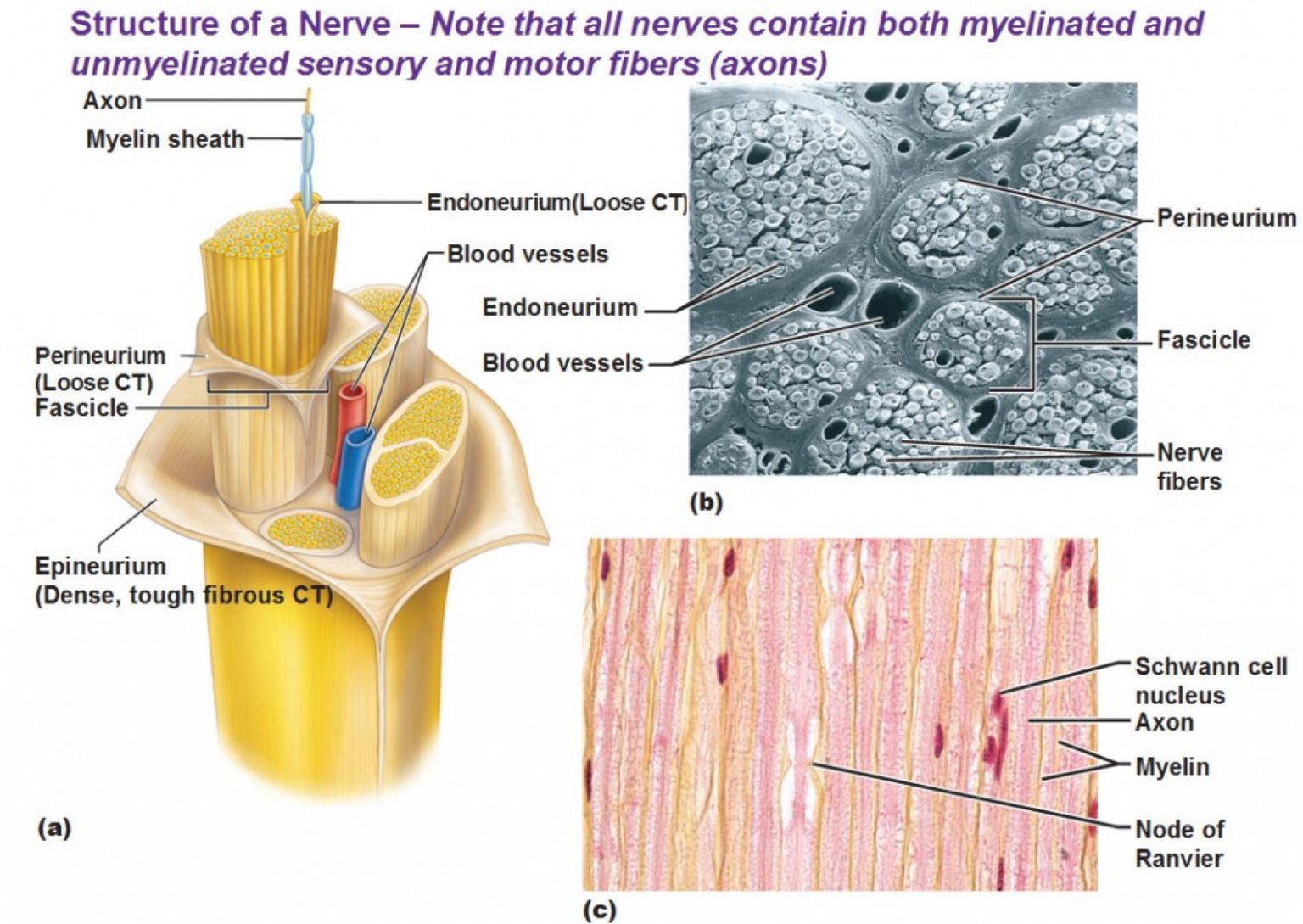 structure-of-nerve | Fascial Distortion Model®